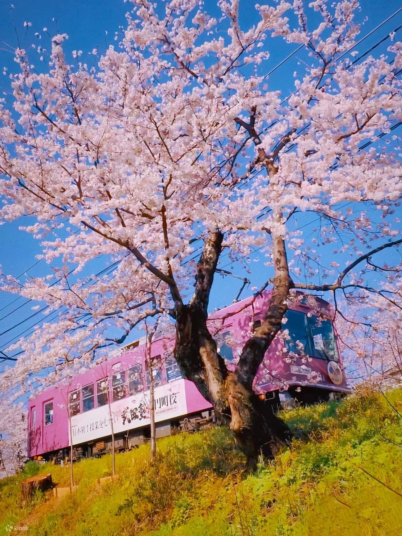 [Kyoto Cherry Blossom Viewing] Nara Park & Arashiyama Train & Fushimi ...